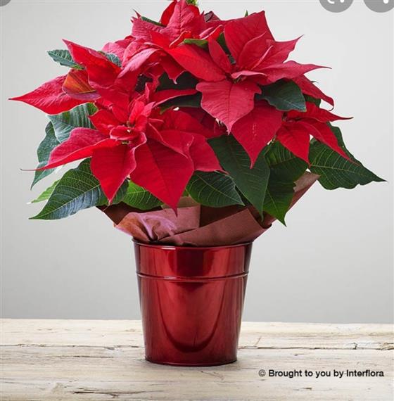 Poinsettia Plant in Pot