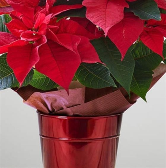 Poinsettia Plant in Pot